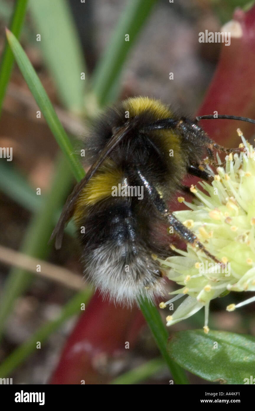 bumblebee southern Sweden Bombus lucorum Stock Photo - Alamy