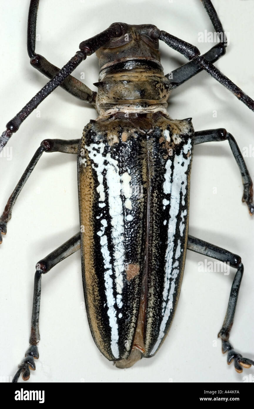 Cerambycid hi-res stock photography and images - Alamy