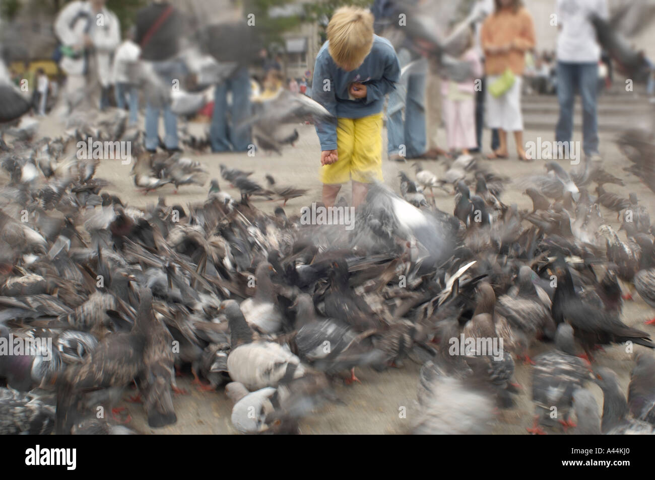 Pigeon frenzy hi-res stock photography and images - Alamy