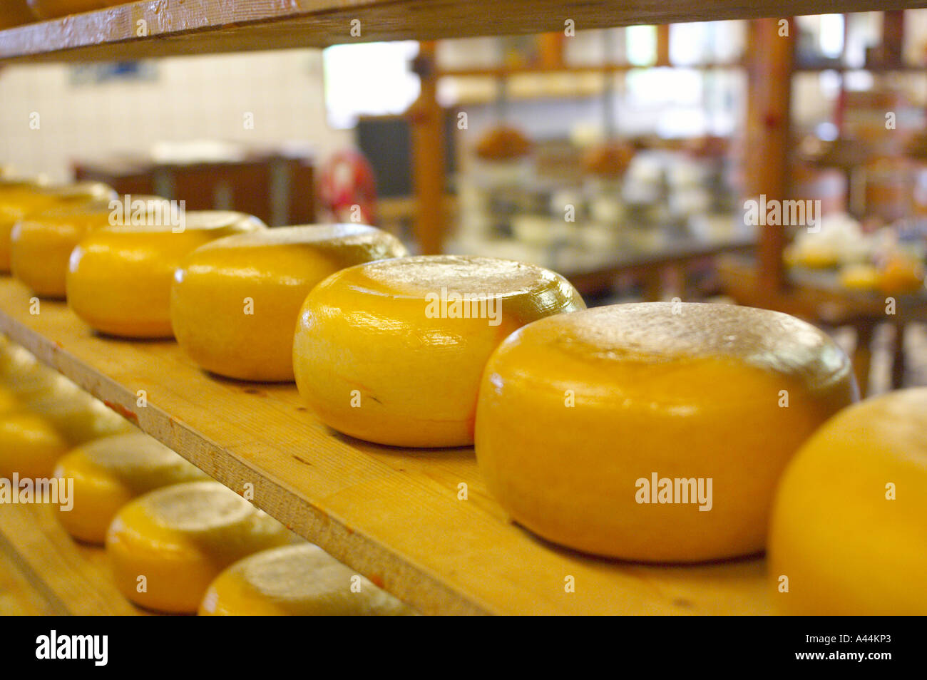 Gouda cheese curing at a traditional farm in the Netherlands Stock ...