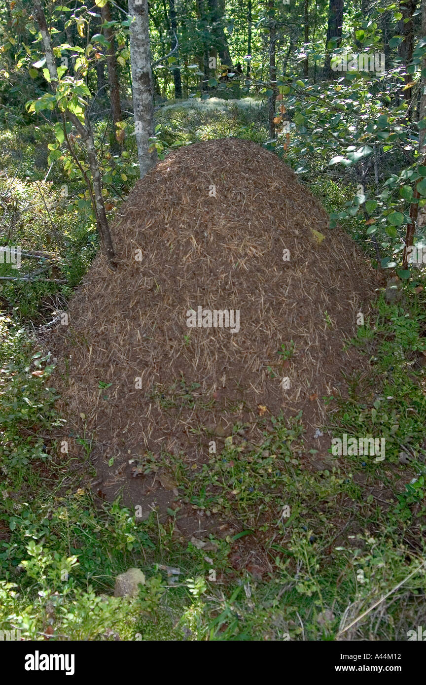 Formica rufa mound hi-res stock photography and images - Alamy