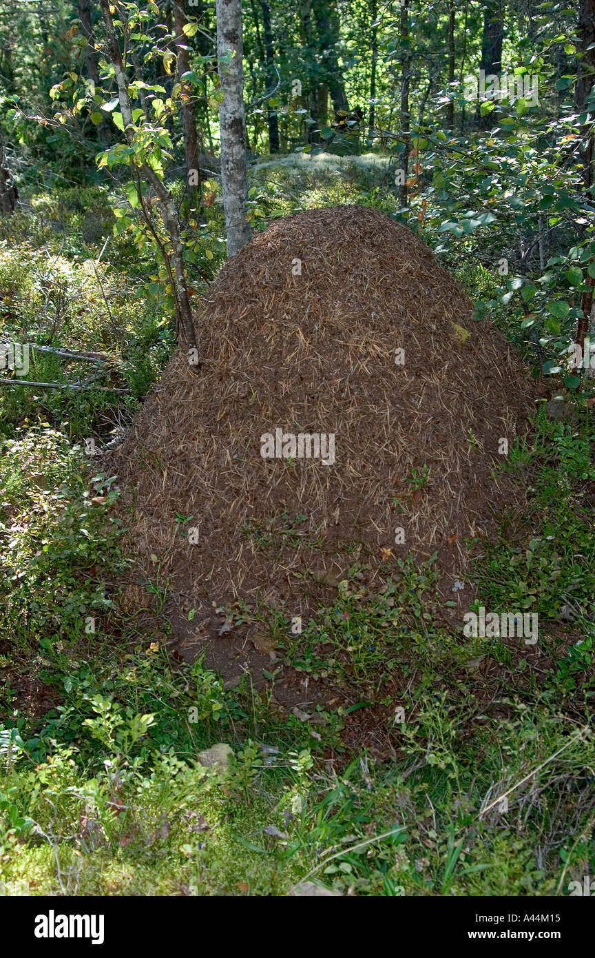 Formica rufa mound hi-res stock photography and images - Alamy