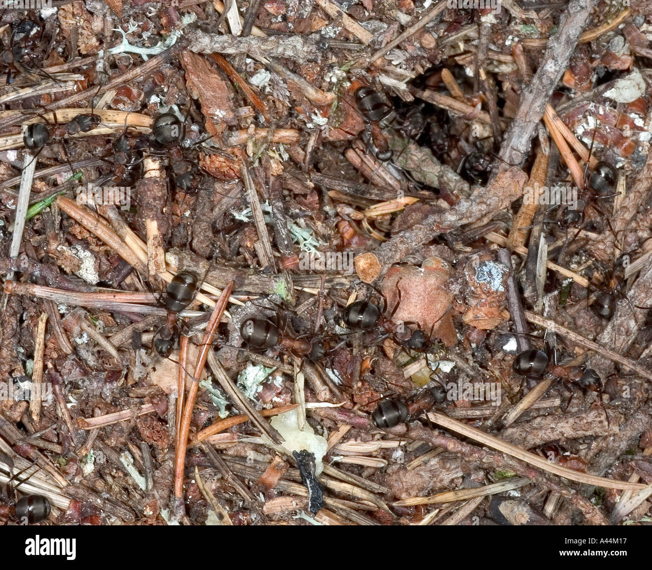 Formica rufa mound hi-res stock photography and images - Alamy
