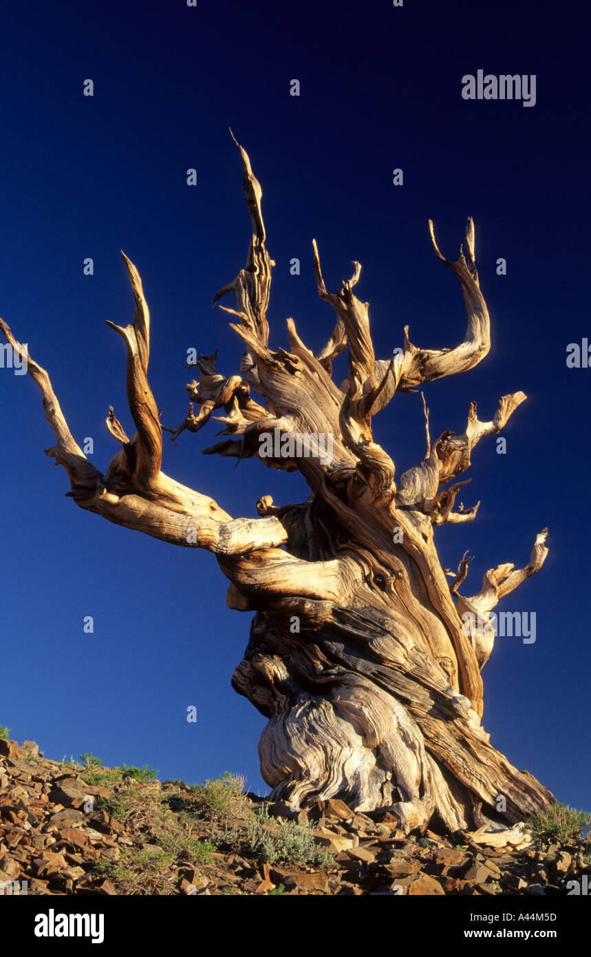 White gnarled tree trunks hi-res stock photography and images - Alamy