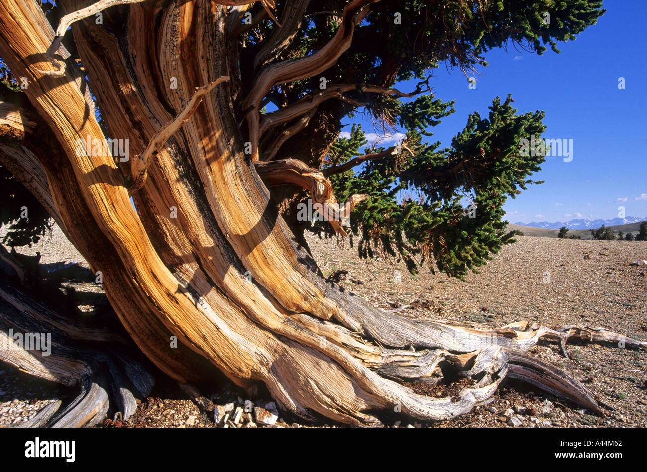 Bristlecone Pine tree in the Patriarch Grove White Mountains Inyo ...