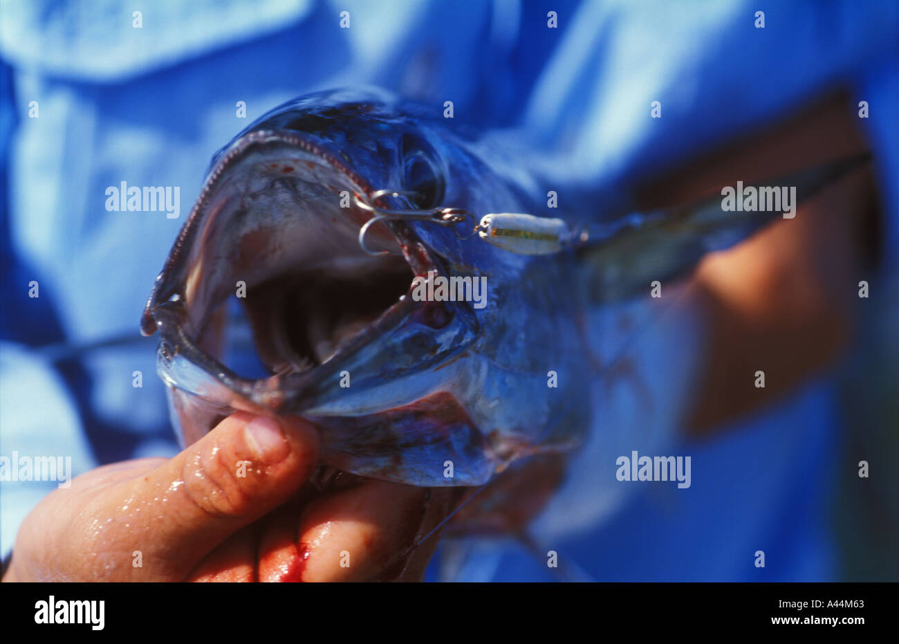 Mac mack mackrel tuna caught on matal slug lure sip 3566 Stock Photo ...
