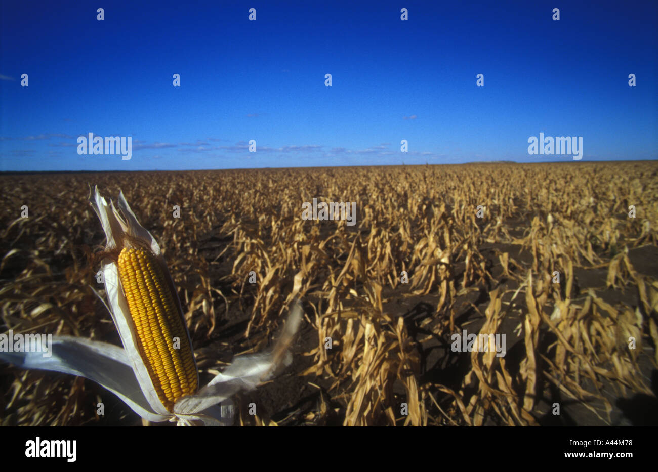 failed crop of maize during drought sip 3581 Stock Photo - Alamy