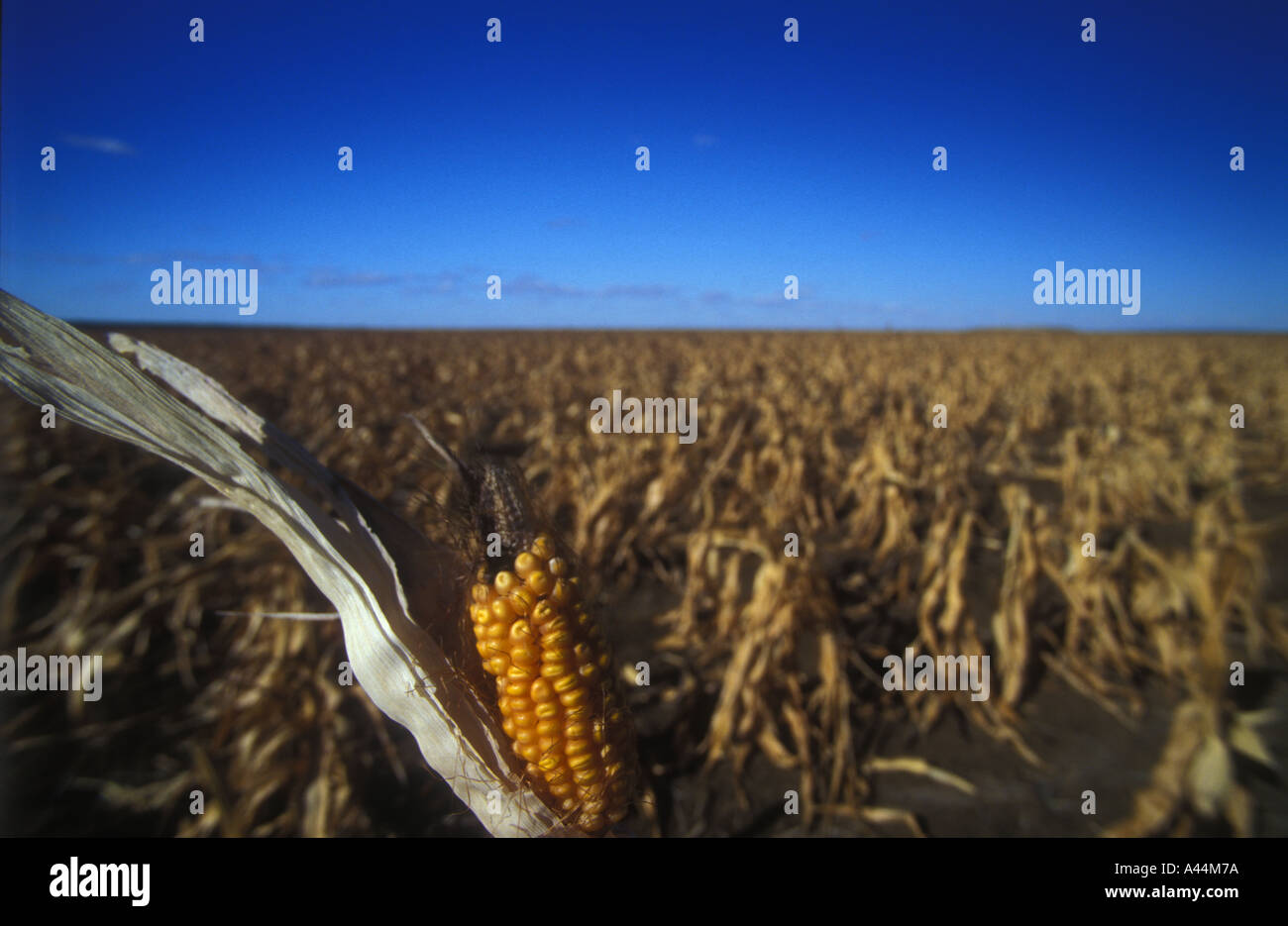 Crop failure climate change hi-res stock photography and images - Alamy