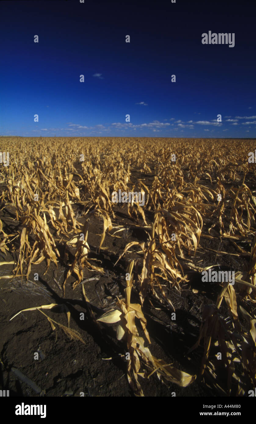 failed crop of maize during drought sip 3585 Stock Photo - Alamy