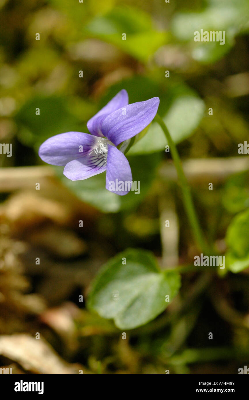 Common dog violet, Viola riviniana Stock Photo - Alamy