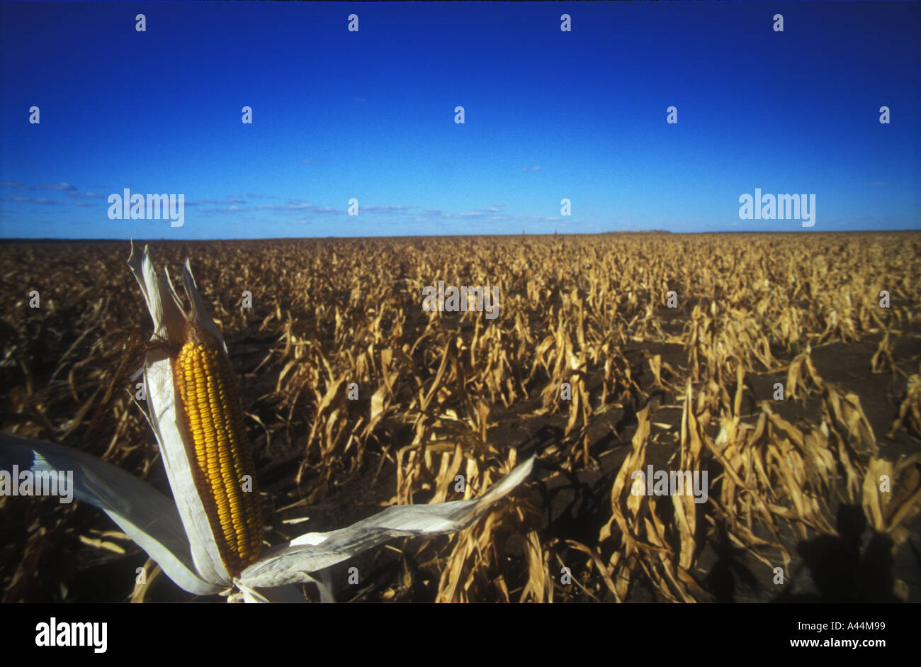 dry land maize crop sip 3598 Stock Photo - Alamy