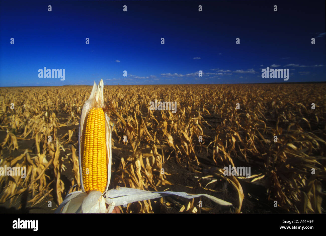 dry land maize crop sip 3602 Stock Photo - Alamy