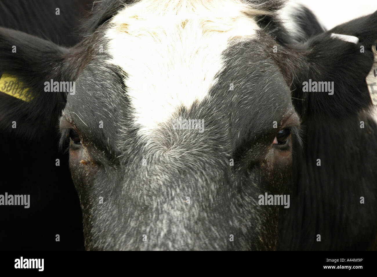 Close up of friesan cow Stock Photo - Alamy