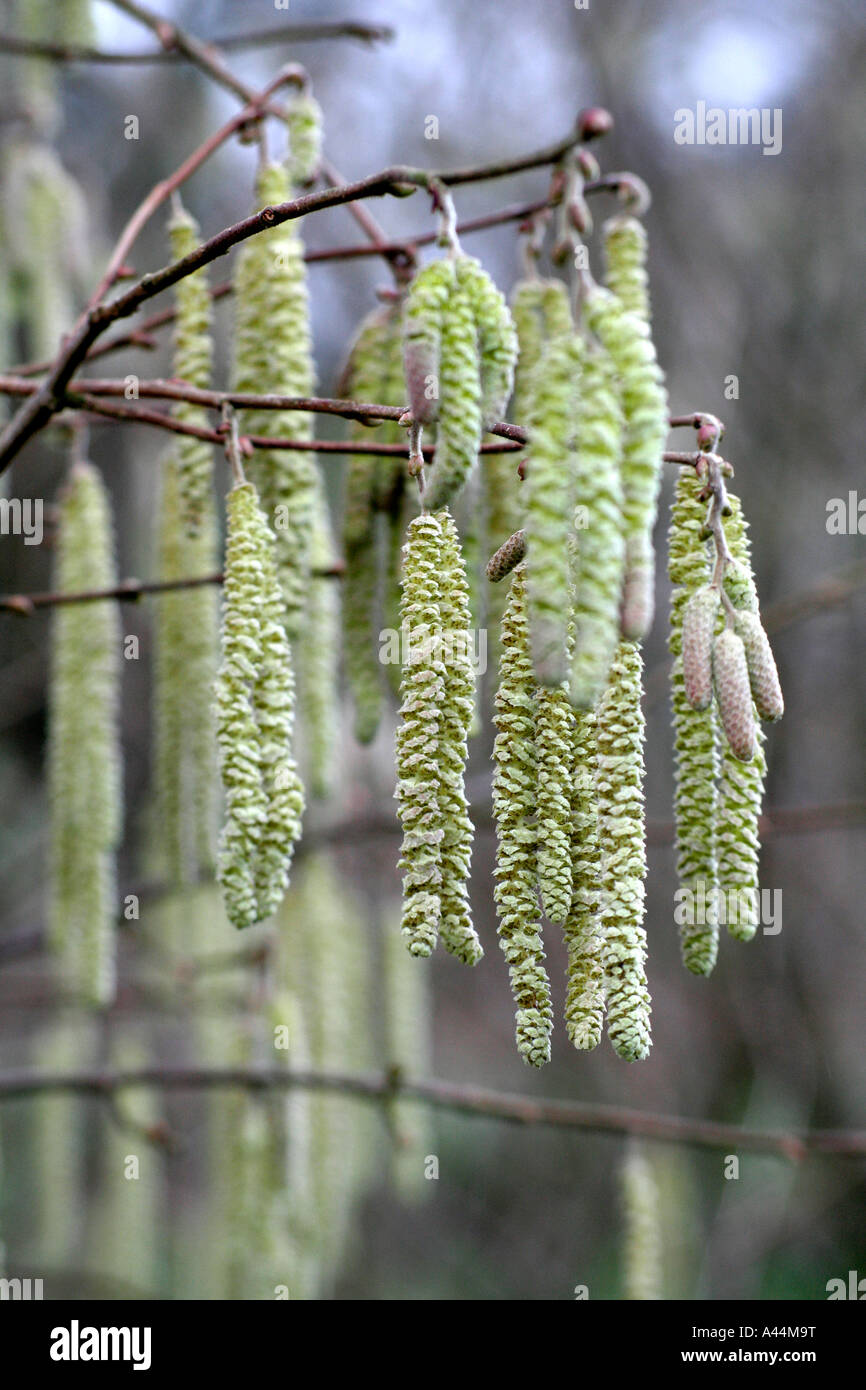 Corylus Cob Nut Tree High Resolution Stock Photography and Images - Alamy