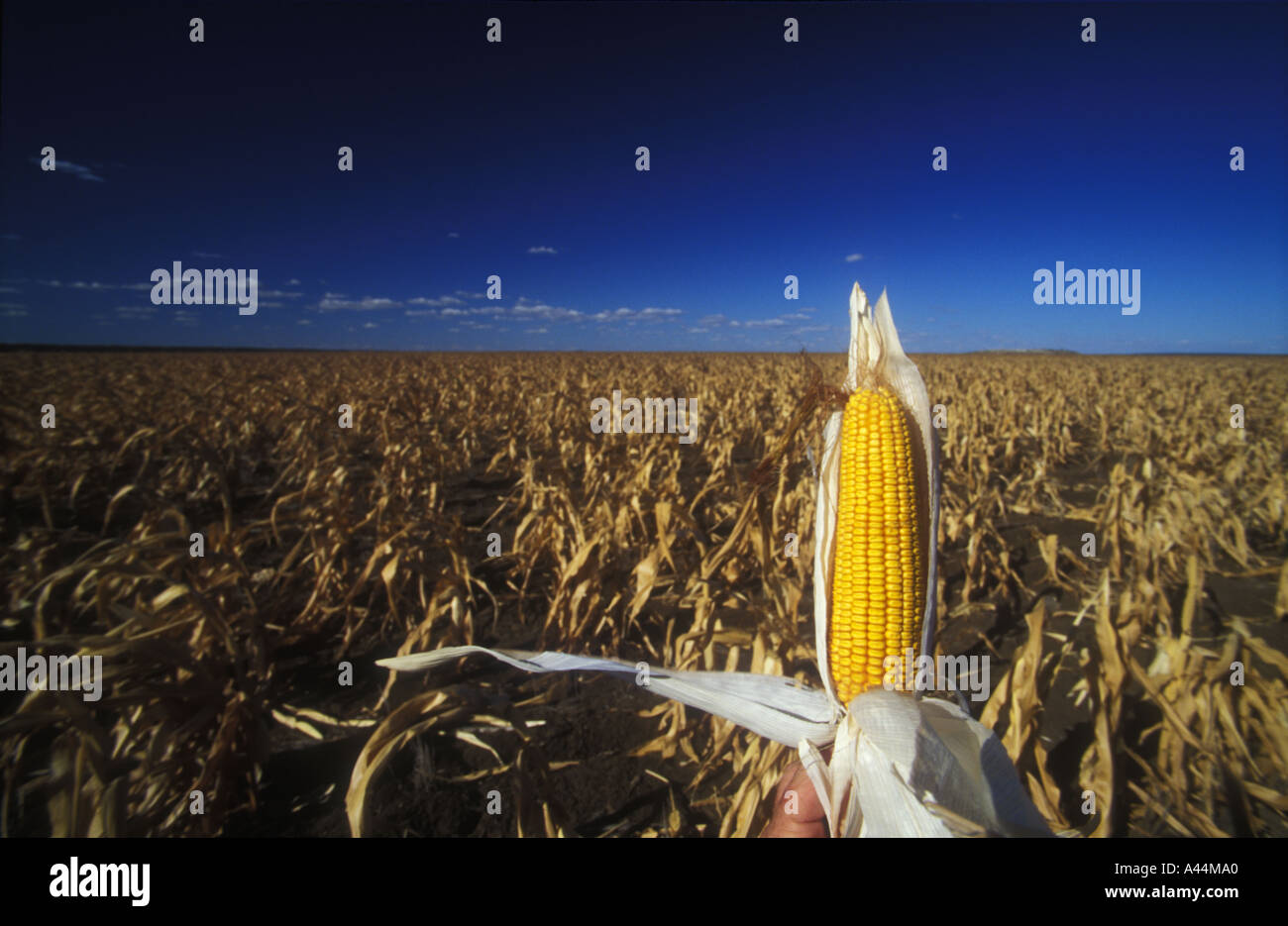 dry land maize crop sip 3603 Stock Photo - Alamy