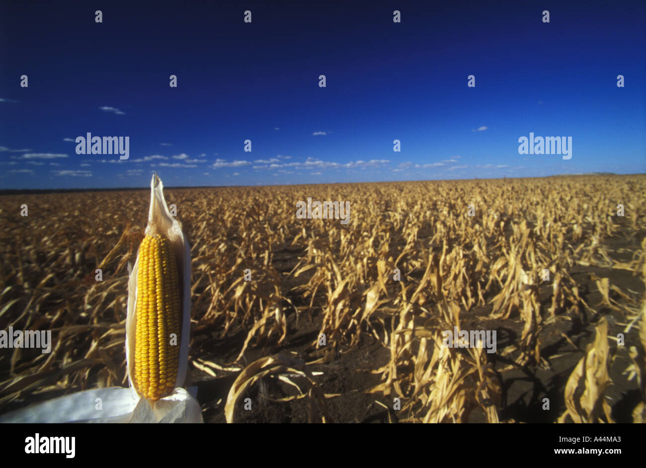 dry land maize crop sip 3604 Stock Photo - Alamy