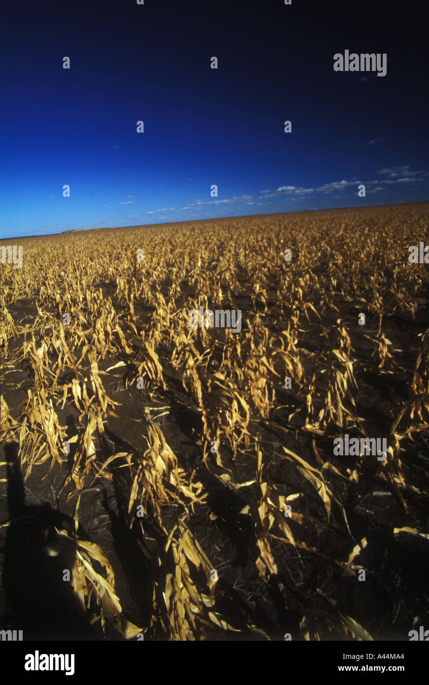 dry land maize crop sip 3605 Stock Photo - Alamy
