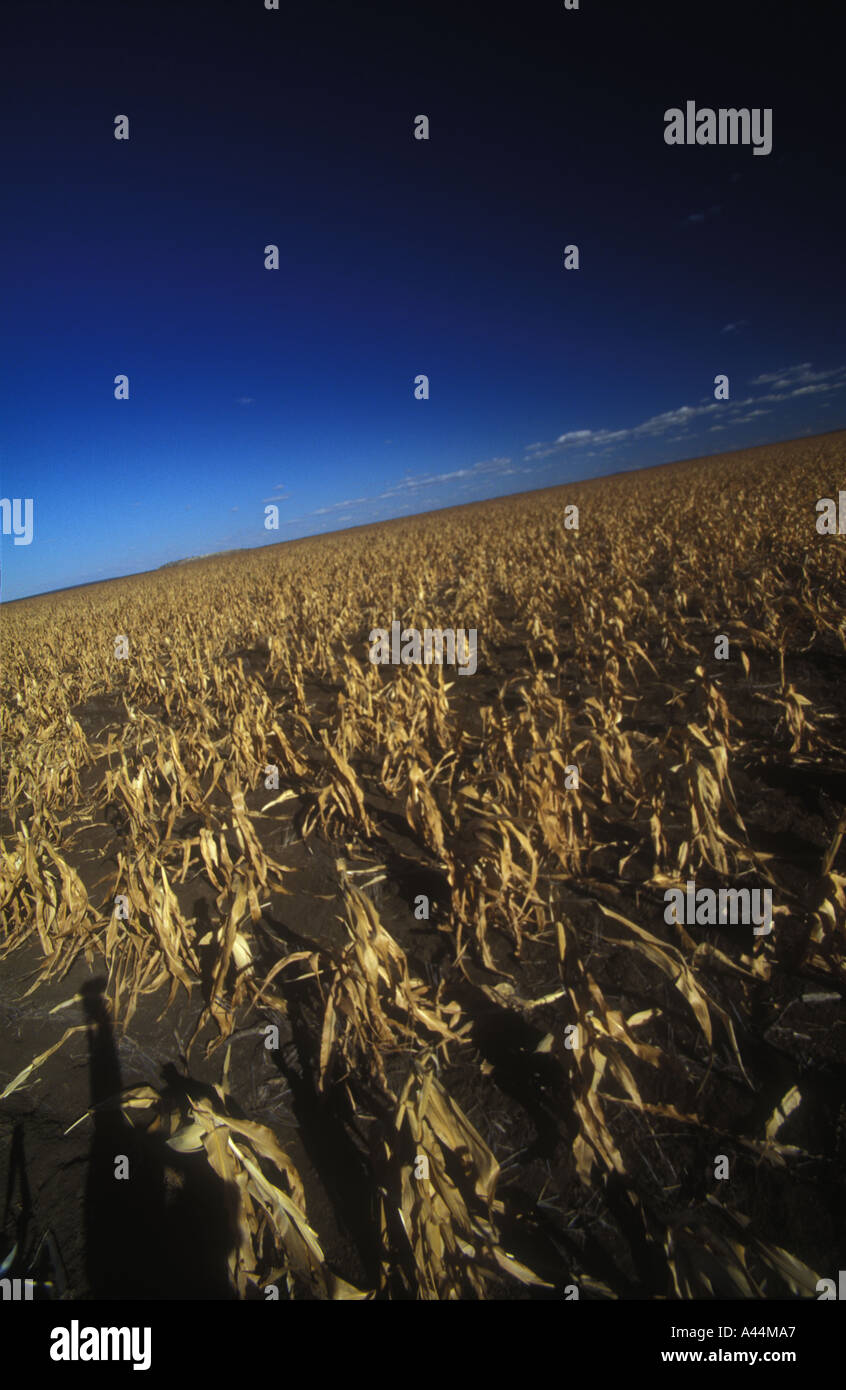 dry land maize crop dsca 3607 Stock Photo - Alamy