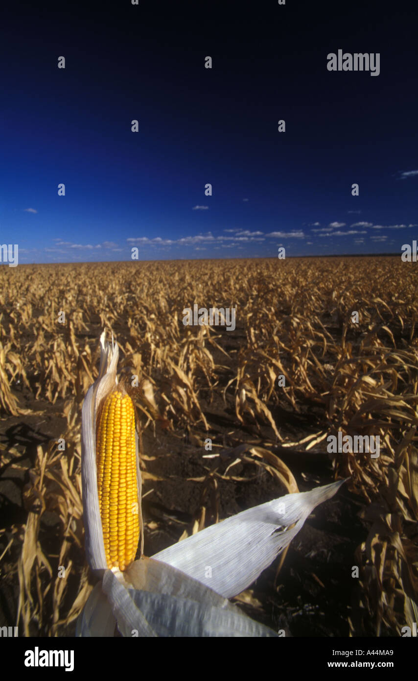 dry land maize crop dsca 3608 Stock Photo - Alamy