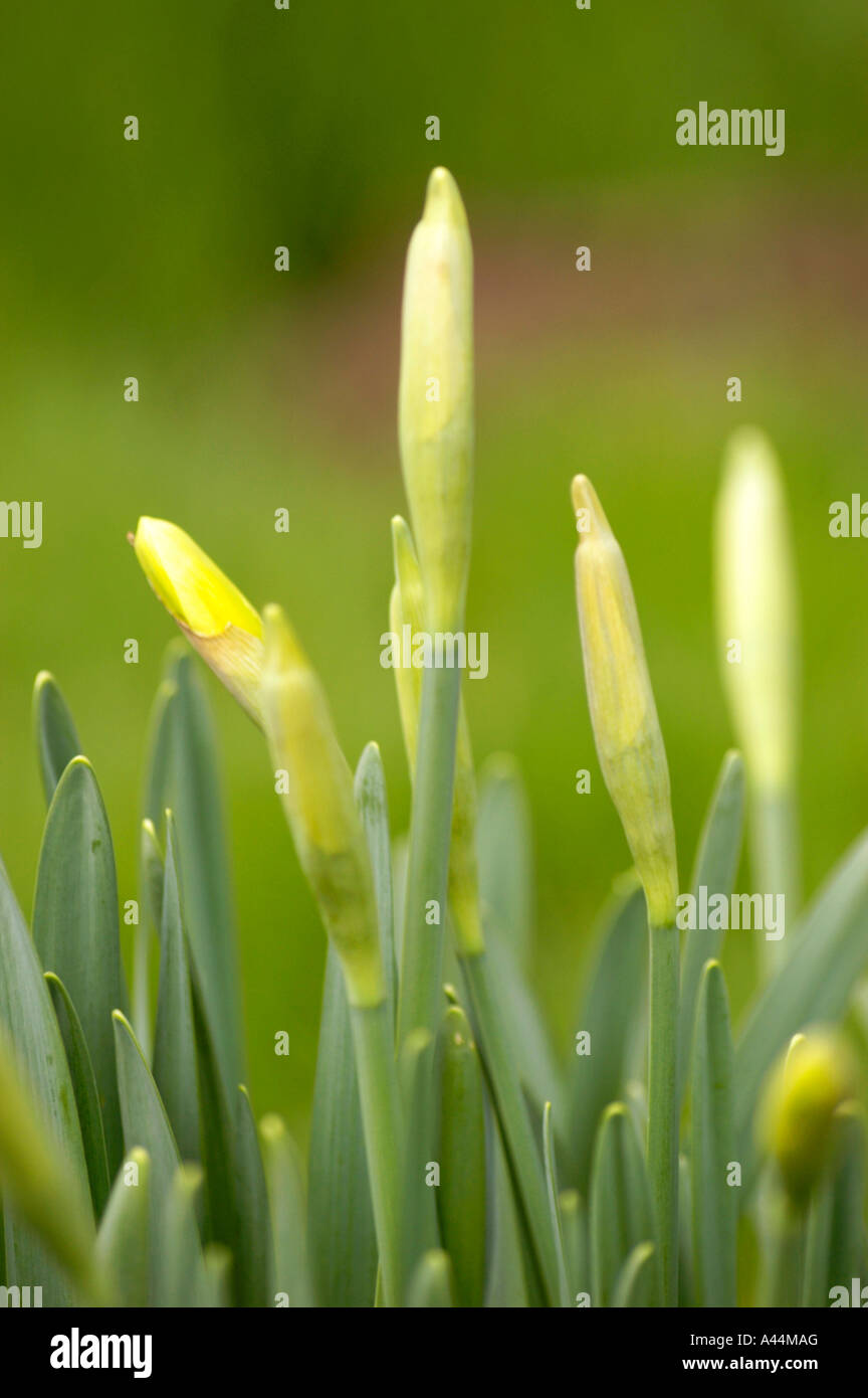 Daffodil buds hi-res stock photography and images - Alamy