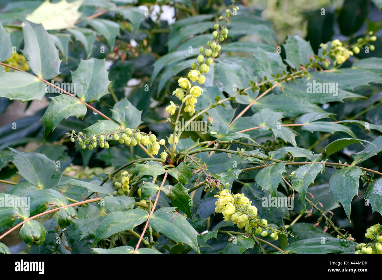 Mahonia blooms hi-res stock photography and images - Alamy