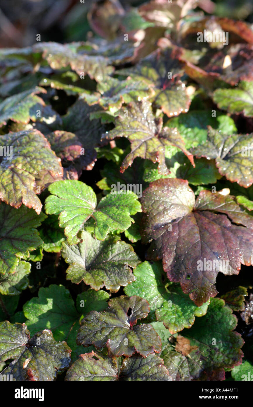 Tellima grandiflora rubra colours up well during winter Stock Photo - Alamy