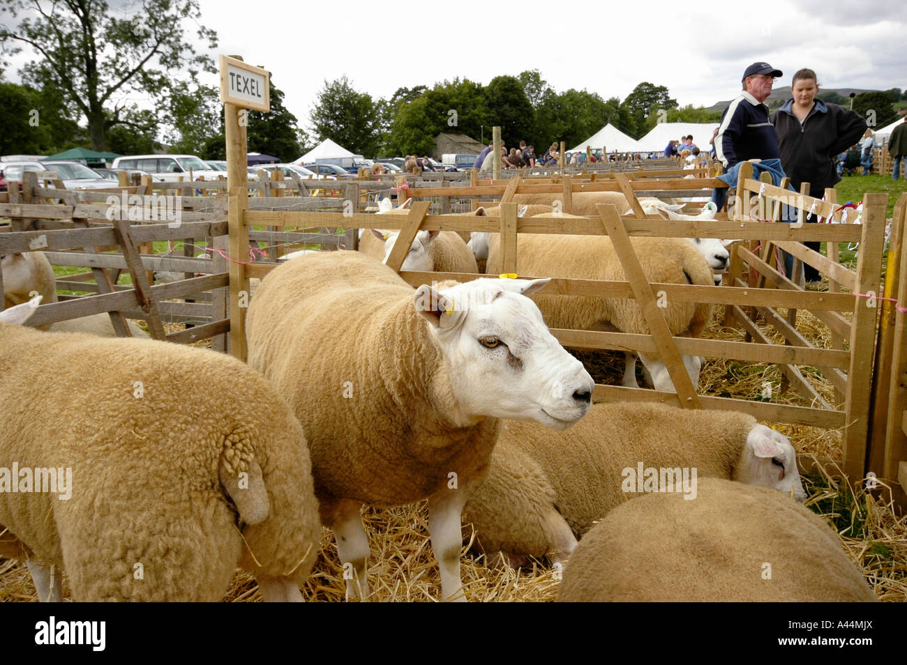 Texel sheep being shown at Reeth Show, North Yorkshire Stock Photo - Alamy