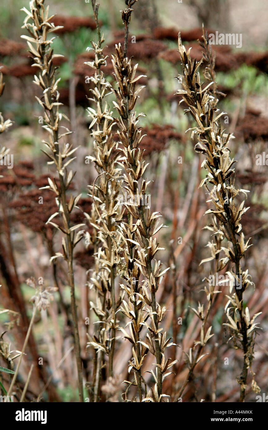 The seedheads of Oenothera biennis provide valuable seeds for foraging ...