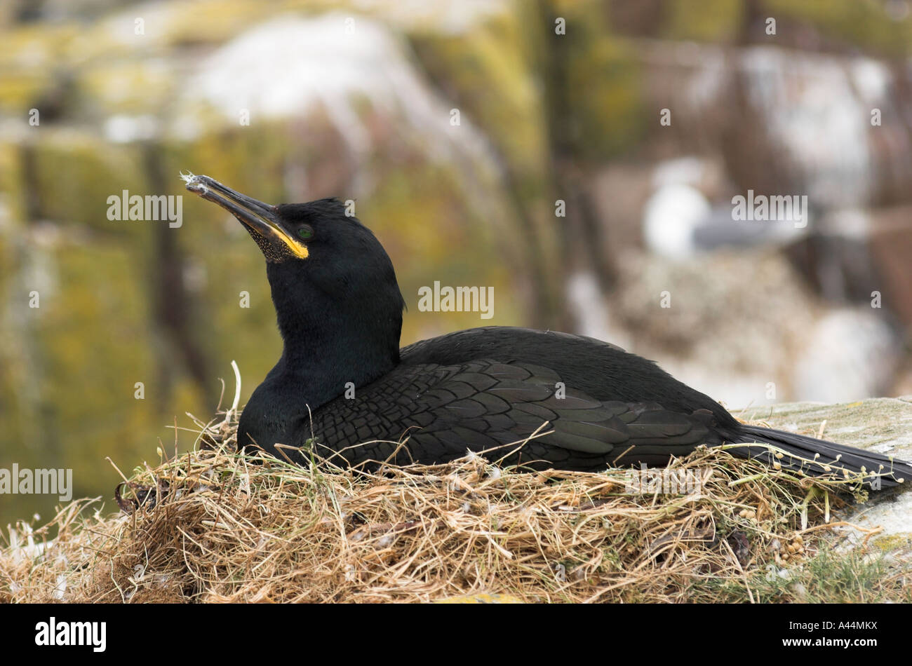 Shag on nest on the Farne islands, Northumberland, England Stock Photo ...