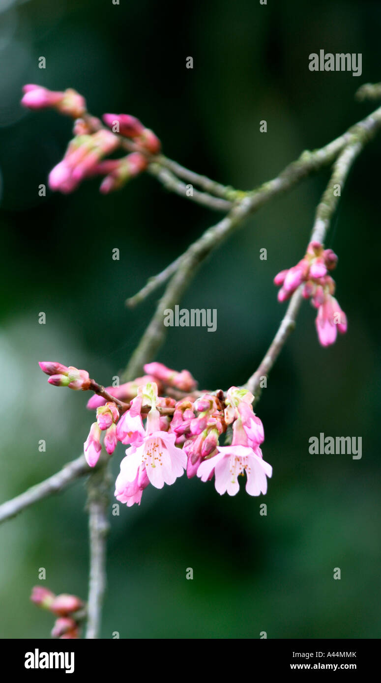 Okame cherry tree hi-res stock photography and images - Alamy