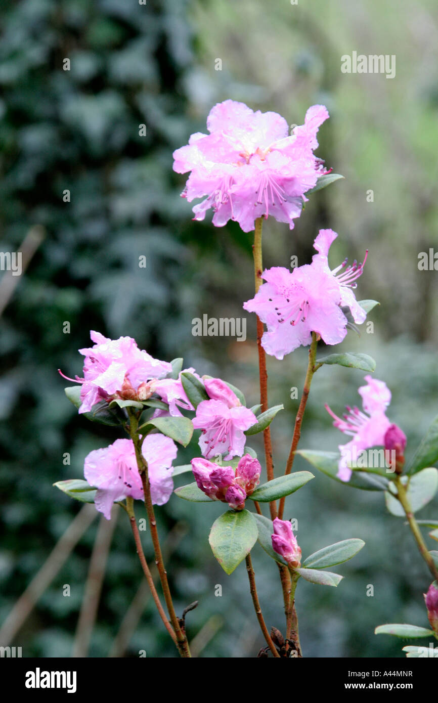 Rhododendron praecox hi-res stock photography and images - Alamy
