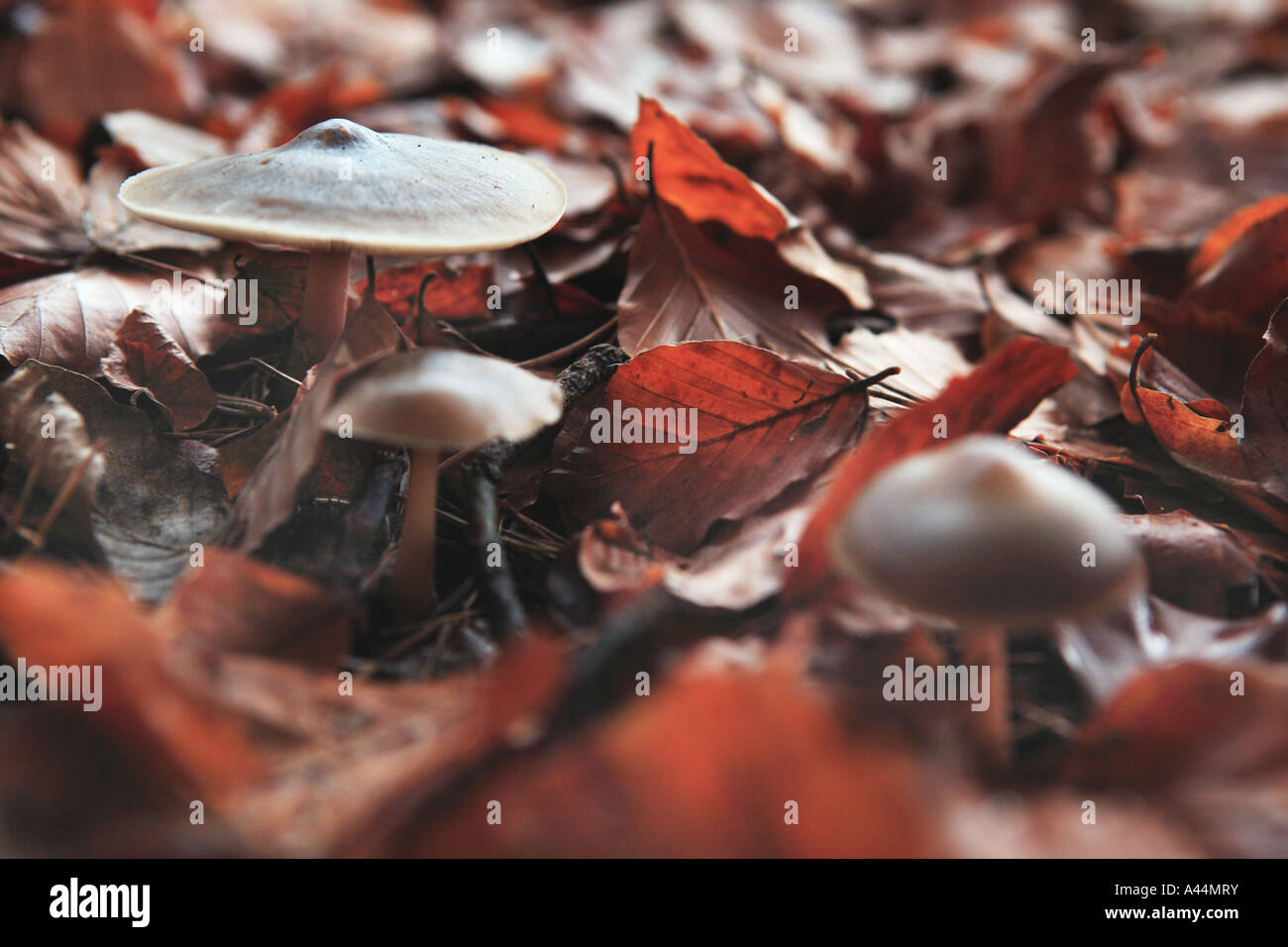 Mushrooms and leaves hi-res stock photography and images - Alamy
