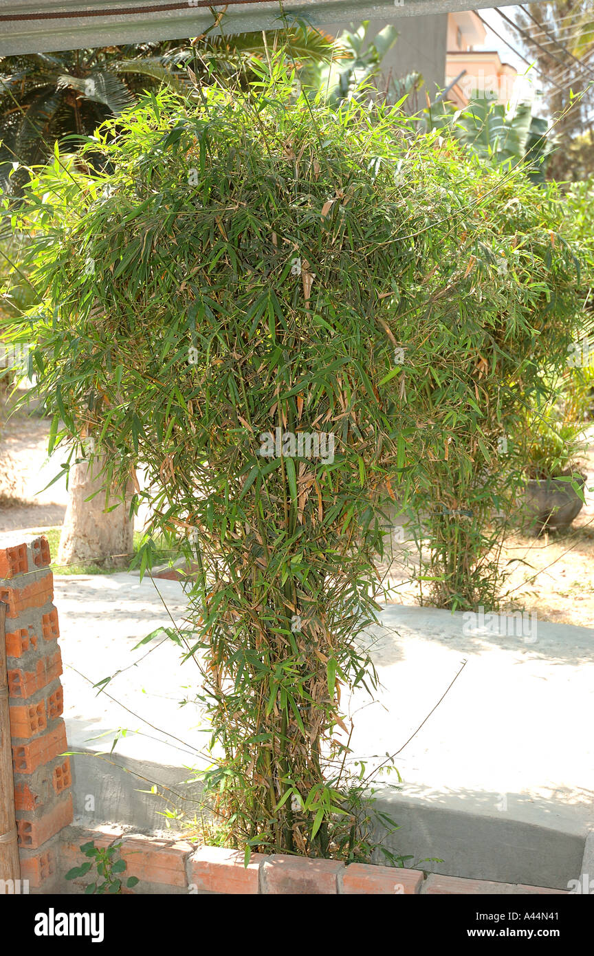Bamboo growing at Mieu Island village Nha Trang Vietnam Viet Nam Stock ...
