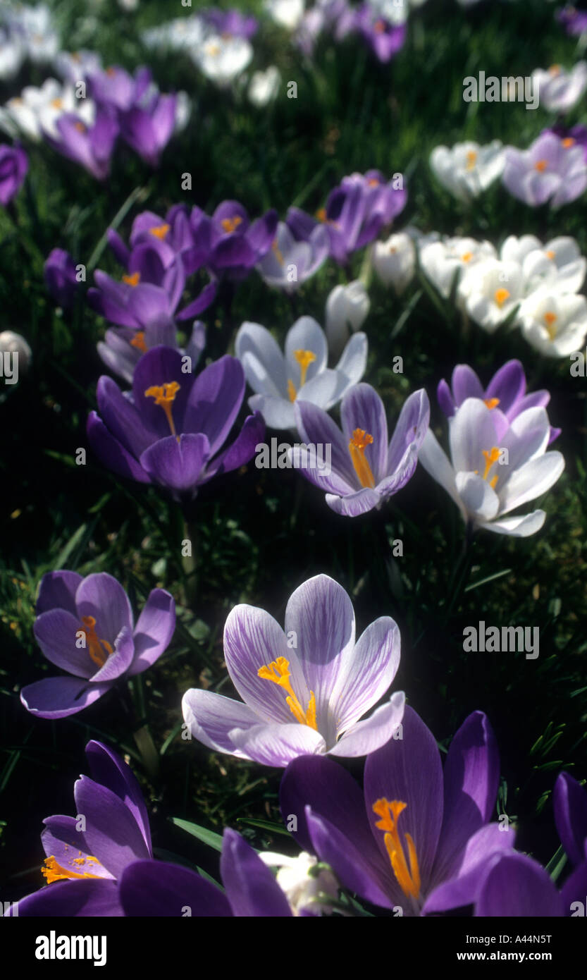 Springtime Display Of Crocuses Stock Photo - Alamy