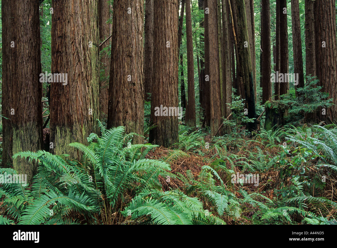 Redwoods Sequoia sempervirens in Navarro River Redwoods State Park ...