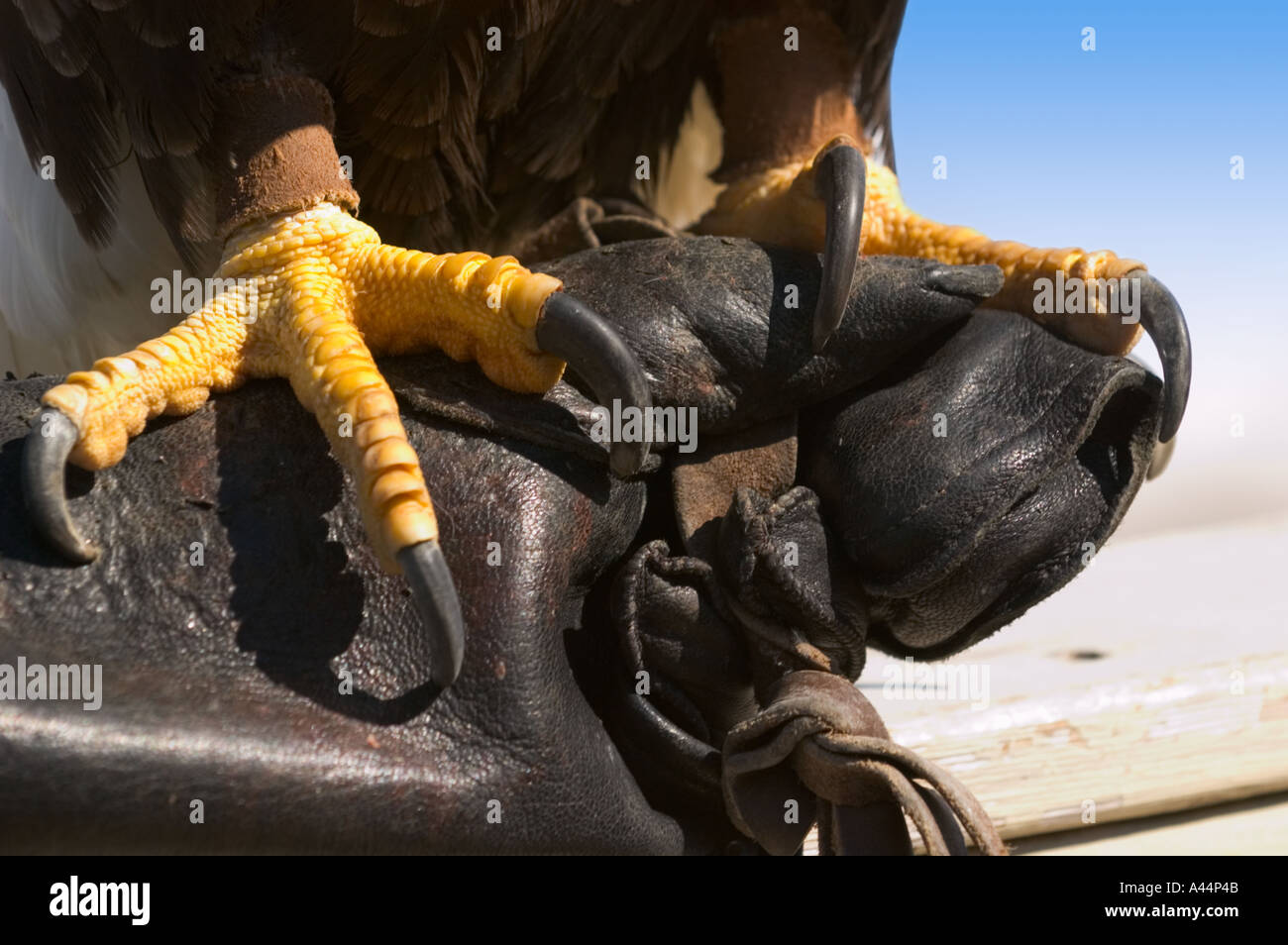 Handling eagle hi-res stock photography and images - Alamy