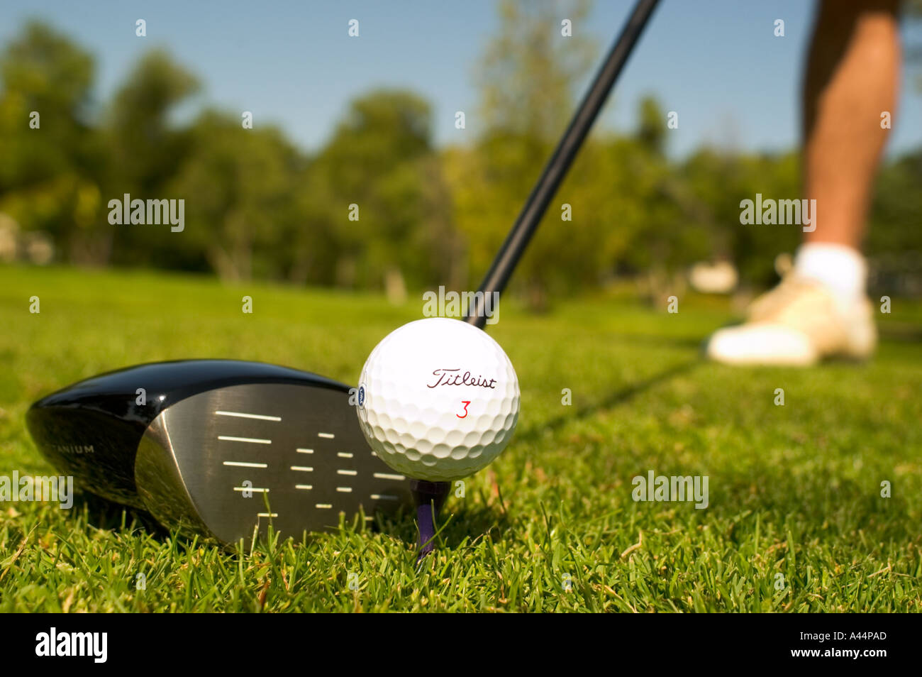 Golfer with teed up ball and driver concentrating on shot Stock Photo ...
