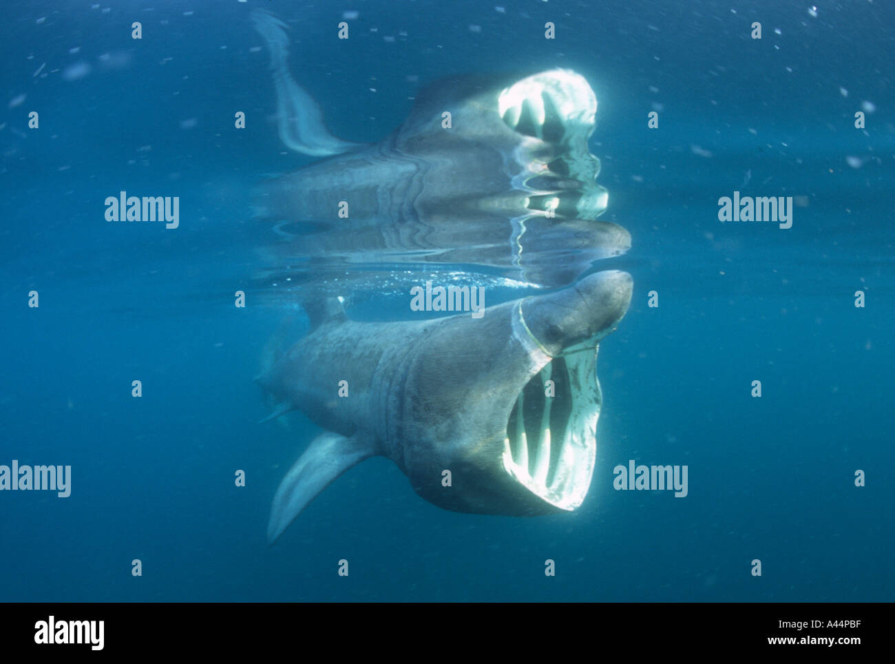 basking shark feeding in the UK Stock Photo - Alamy