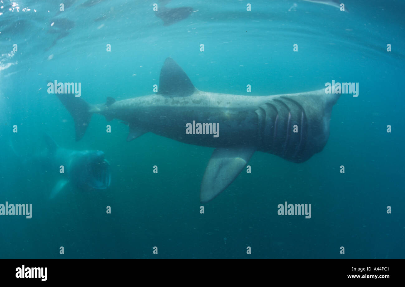 basking shark feeding in the UK Stock Photo - Alamy