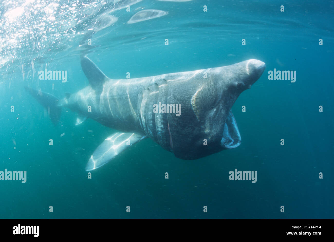 basking shark feeding in the UK Stock Photo - Alamy
