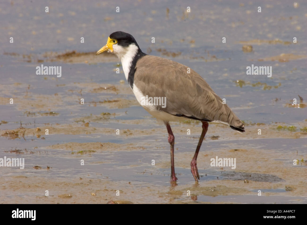 Spur winged Plover Stock Photo - Alamy