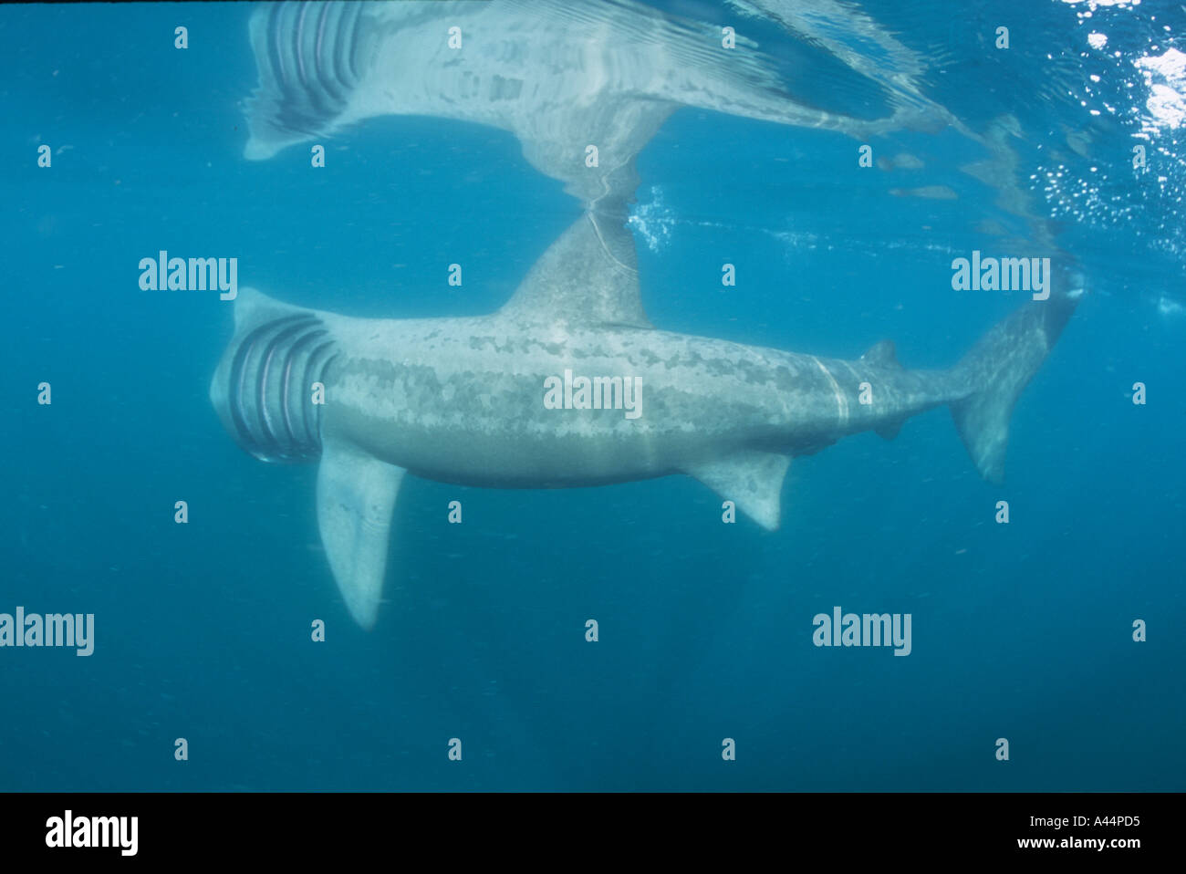 basking shark feeding in the UK Stock Photo - Alamy