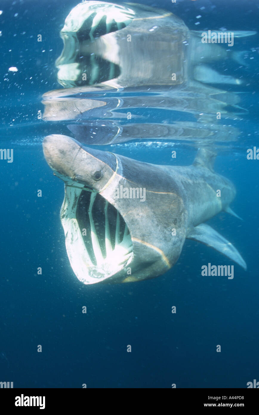 basking shark feeding in the UK Stock Photo - Alamy