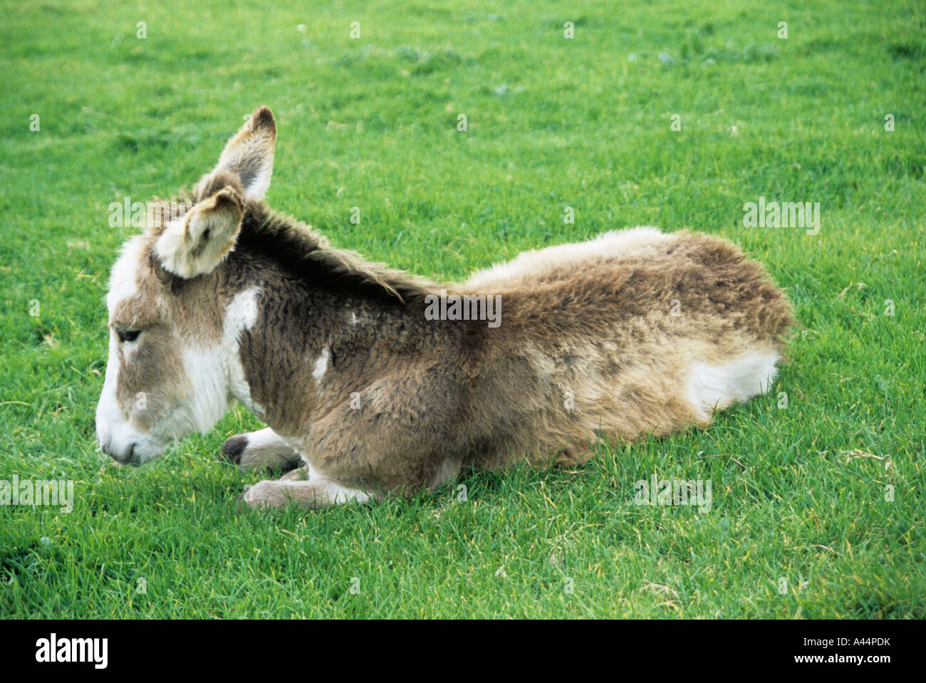 Donkey lying down hi-res stock photography and images - Alamy