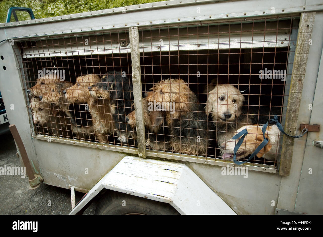 Mink farming hi-res stock photography and images - Alamy