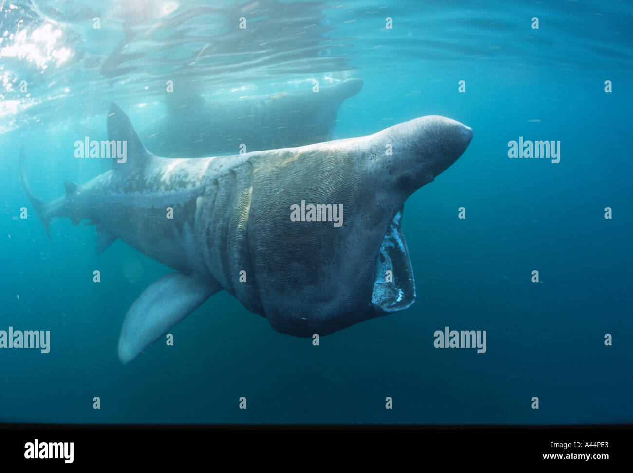 basking shark feeding in the UK Stock Photo - Alamy
