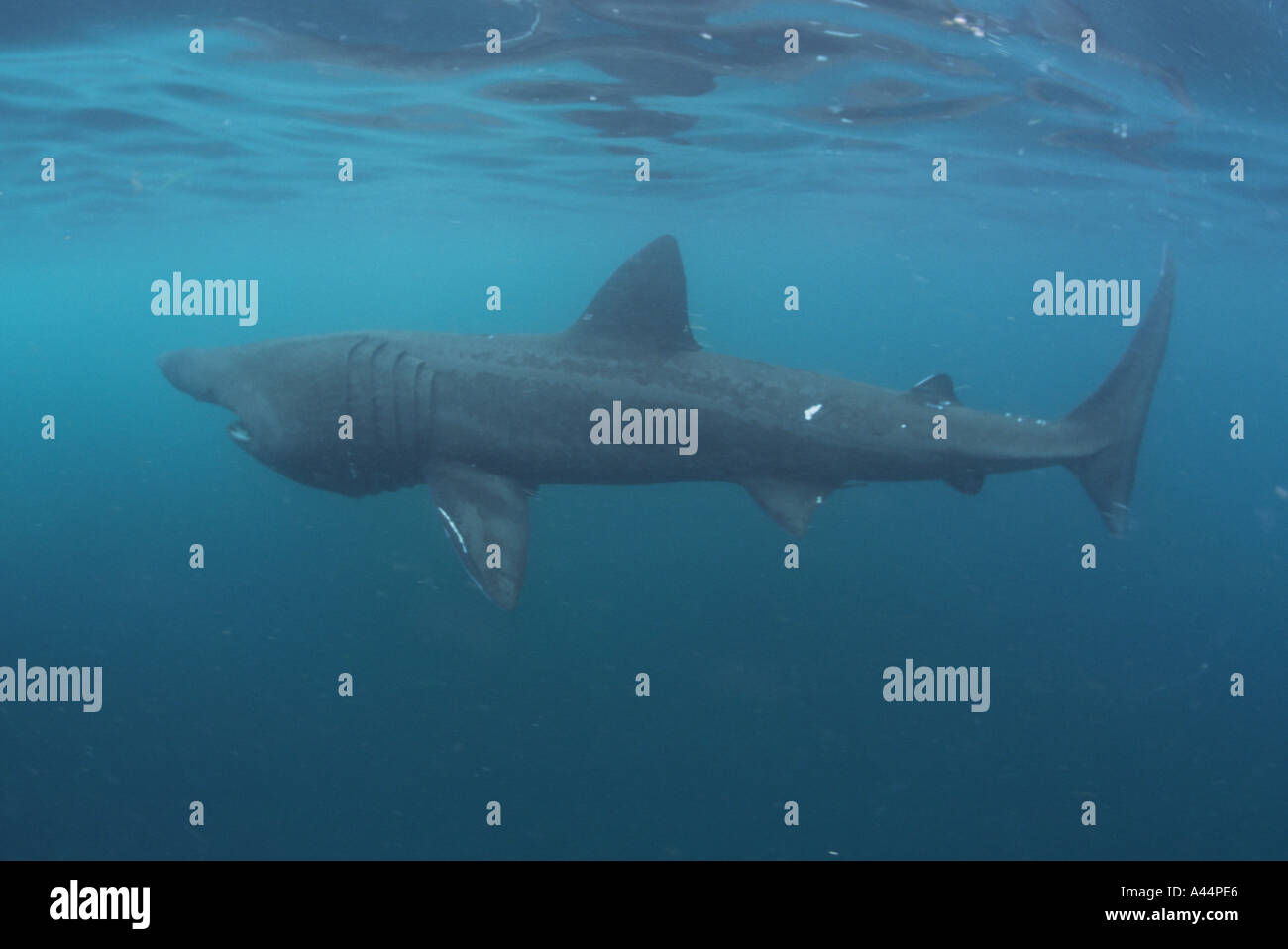 basking shark feeding in the UK Stock Photo - Alamy