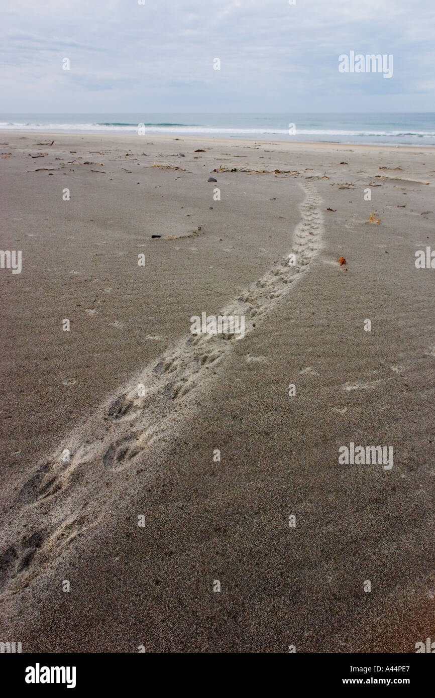 Penguin tracks hi-res stock photography and images - Alamy