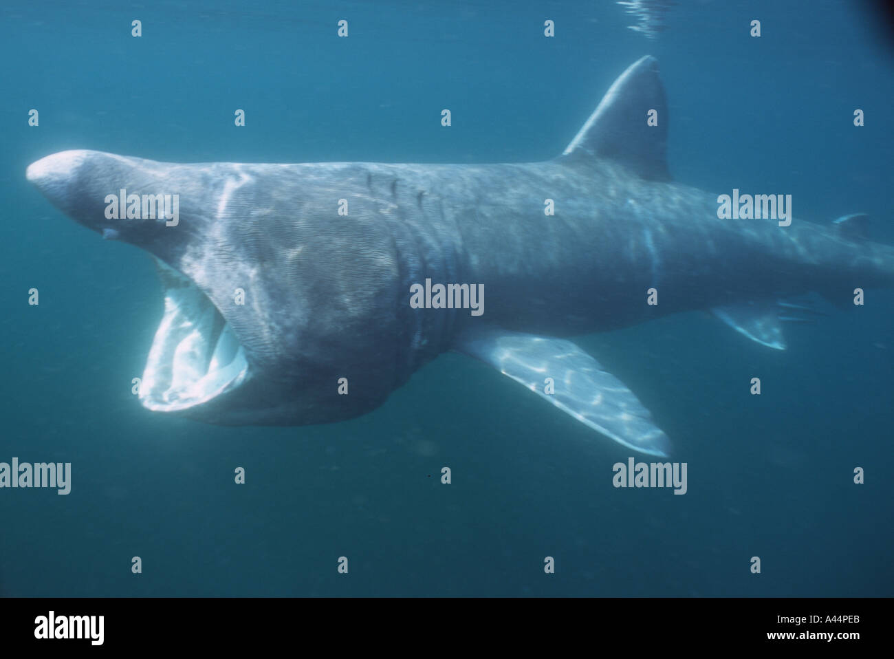 basking shark feeding in the UK Stock Photo - Alamy