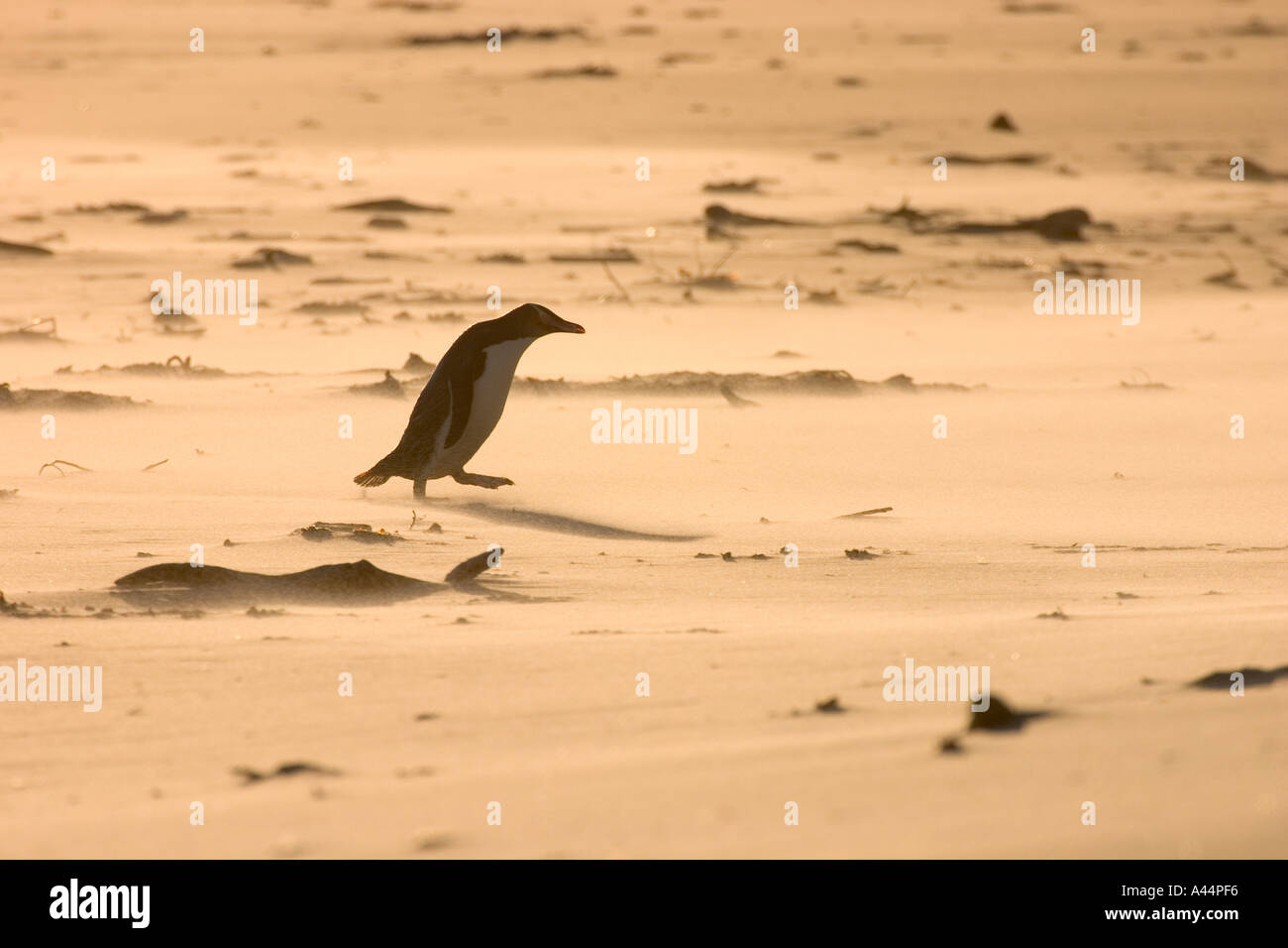 Yellow eyed penguin making its way across beach swept by windblown sand ...